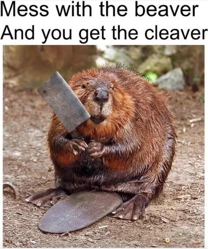 Don't mess with the beaver - 9GAG
