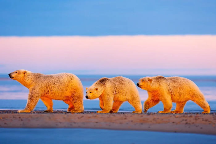 The sunset lit these polar bears in a nice shade of orange - 9GAG