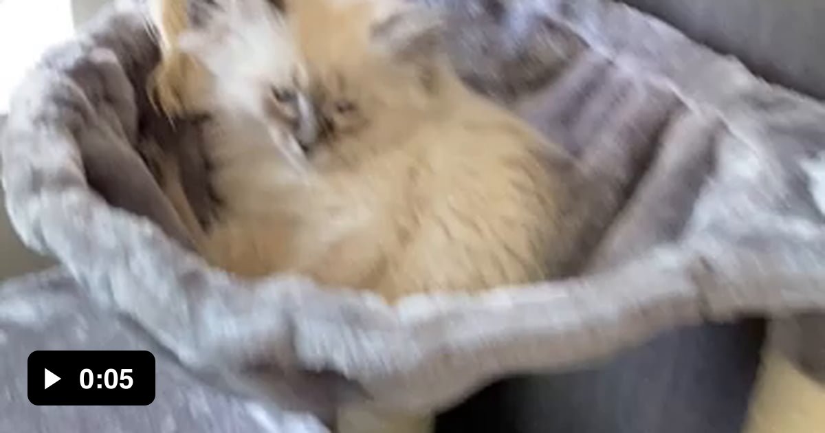 Smol squeak for a smol cat - 9GAG