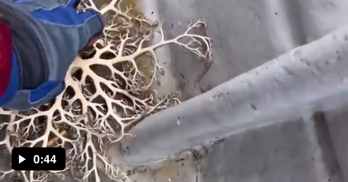 Whatever this creature is - 9GAG