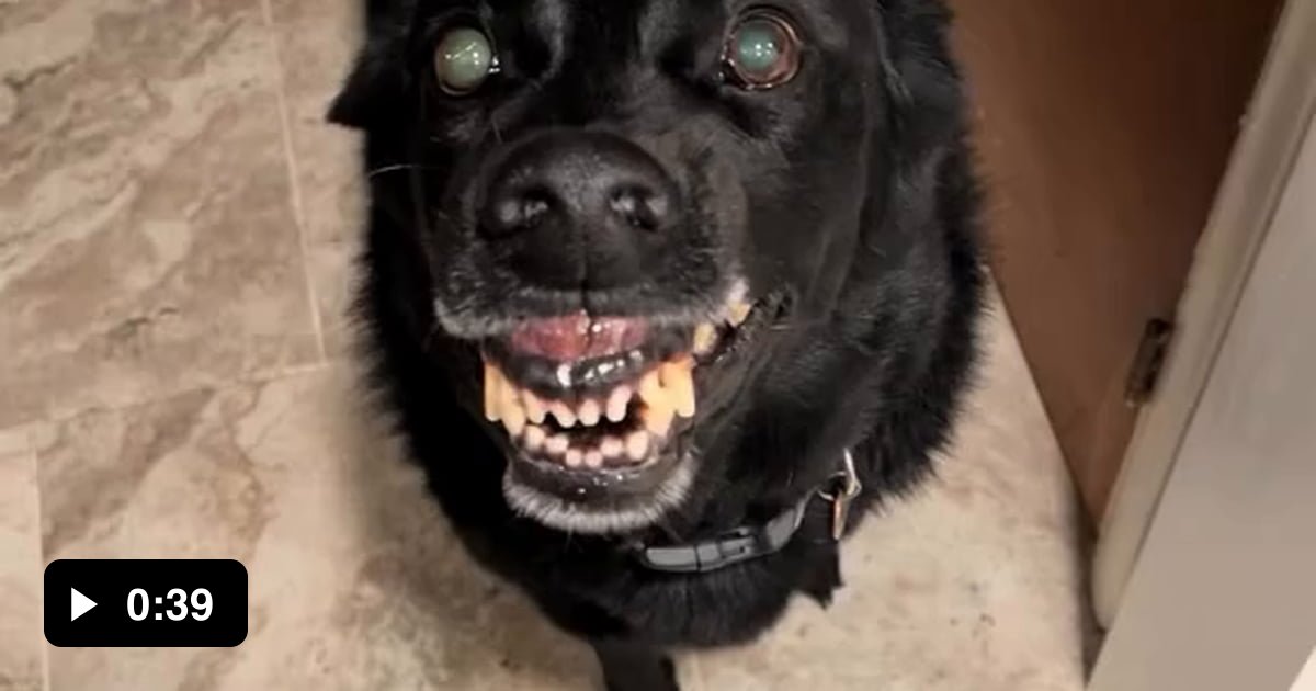 #Perro #Dientes #viral #Enojo #animals #Jajaja #Divertido #wow #Funny # ...