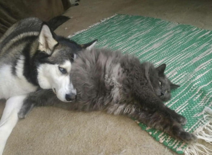Husky using pillow. - 9GAG