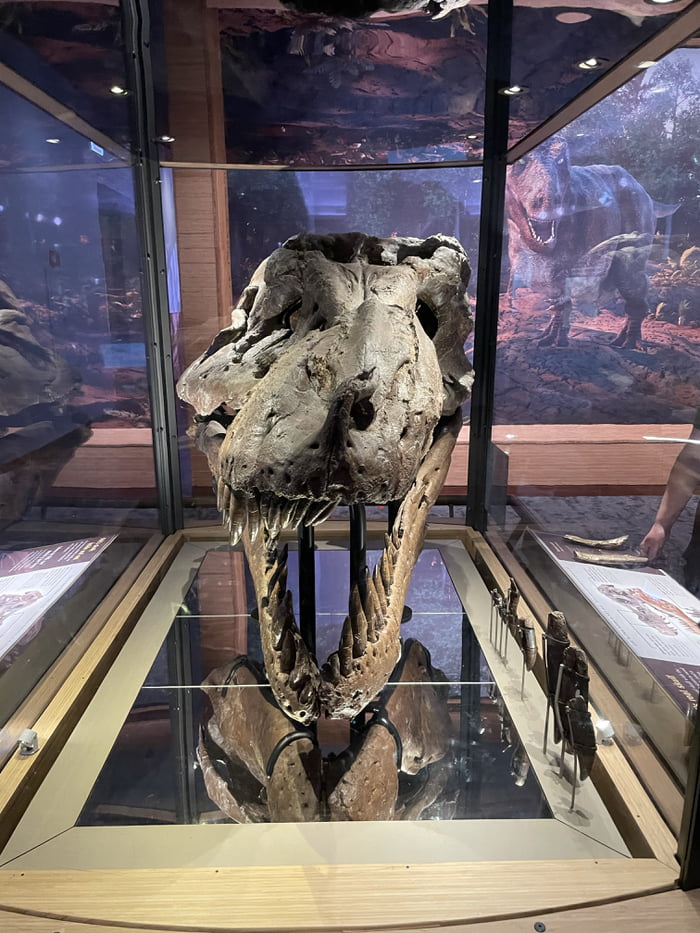 Here is Sue the Tyrannosaurus Rex’s actual head! Her head is displayed ...