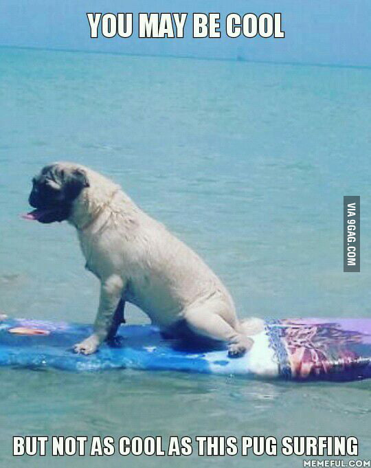 Pug is love, pug is life - 9GAG