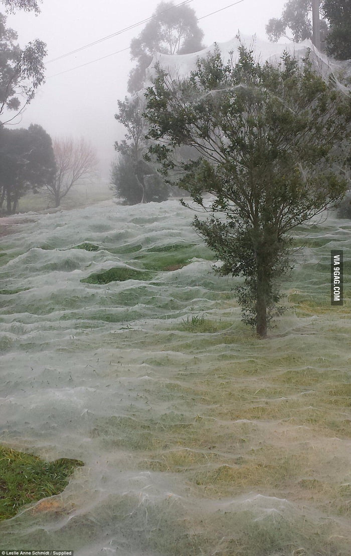 A town in Australia covered in spider webs due to a recent flood ...