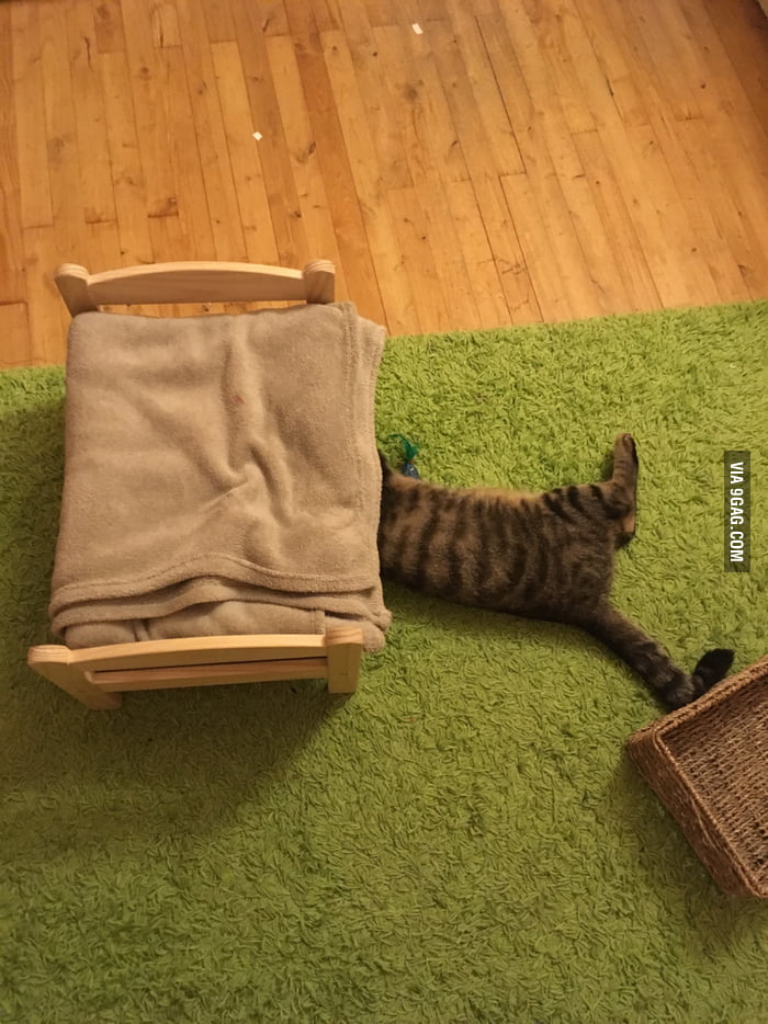 Proper way to use a cat bed - 9GAG
