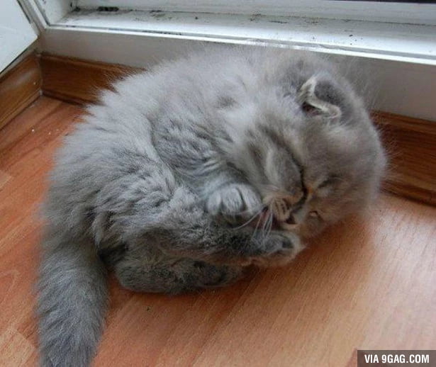 Look at this little fluffball... - 9GAG