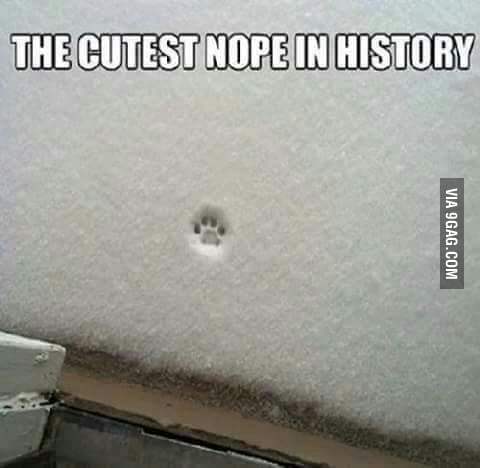 The cutest nope in history - 9GAG