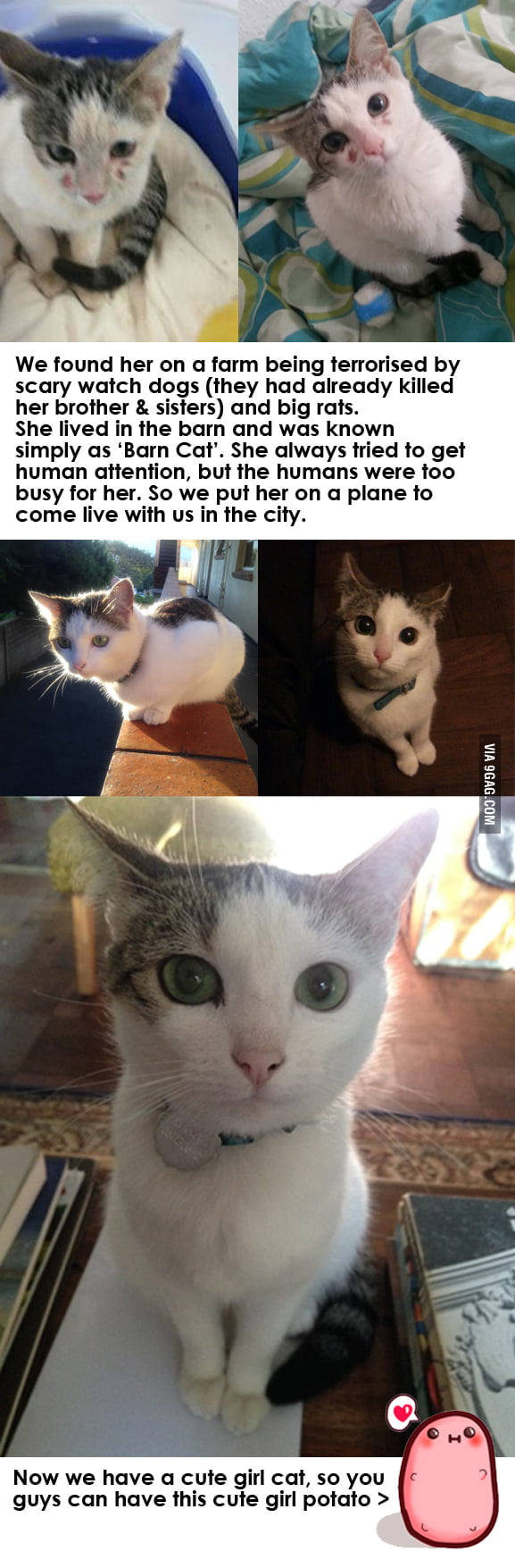 Meet Story The Cat. - 9GAG