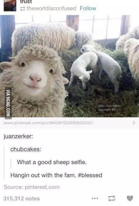 SHEEEEP - 9GAG