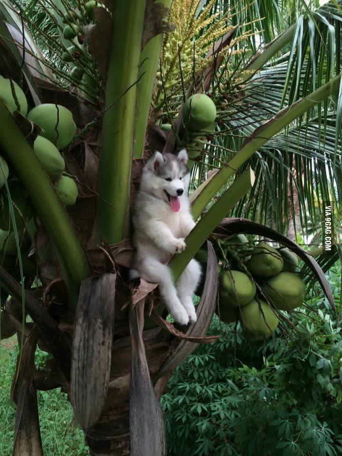 Siberian Monkey - 9GAG