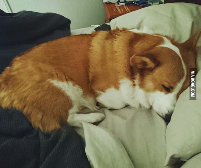 Soft corgi, Warm corgi, Little ball of fur. Happy corgi, Sleepy corgi ...