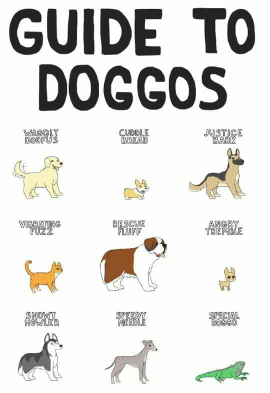 Which heckin doggo are you - 9GAG