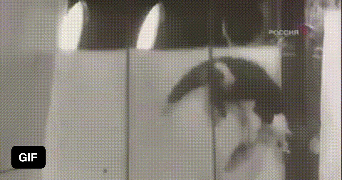 Cats in micro gravity. - 9GAG