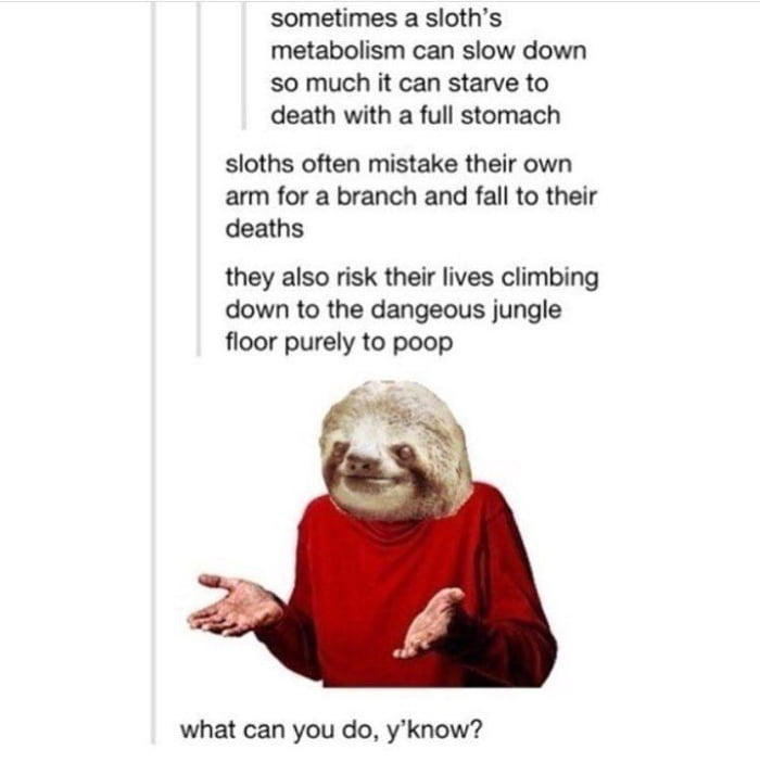 Sloths - 9GAG
