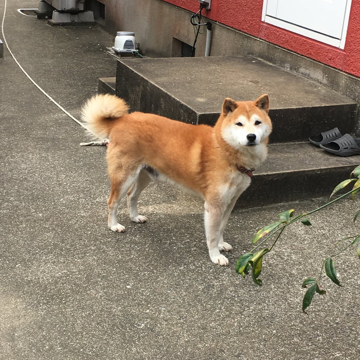 I lived in Japan for 2 months. This Doggo was my neighbour - 9GAG