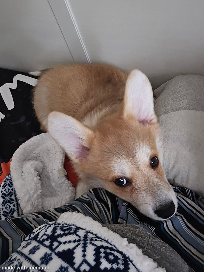 Every morning starts with a minute long stare like this, and then ...