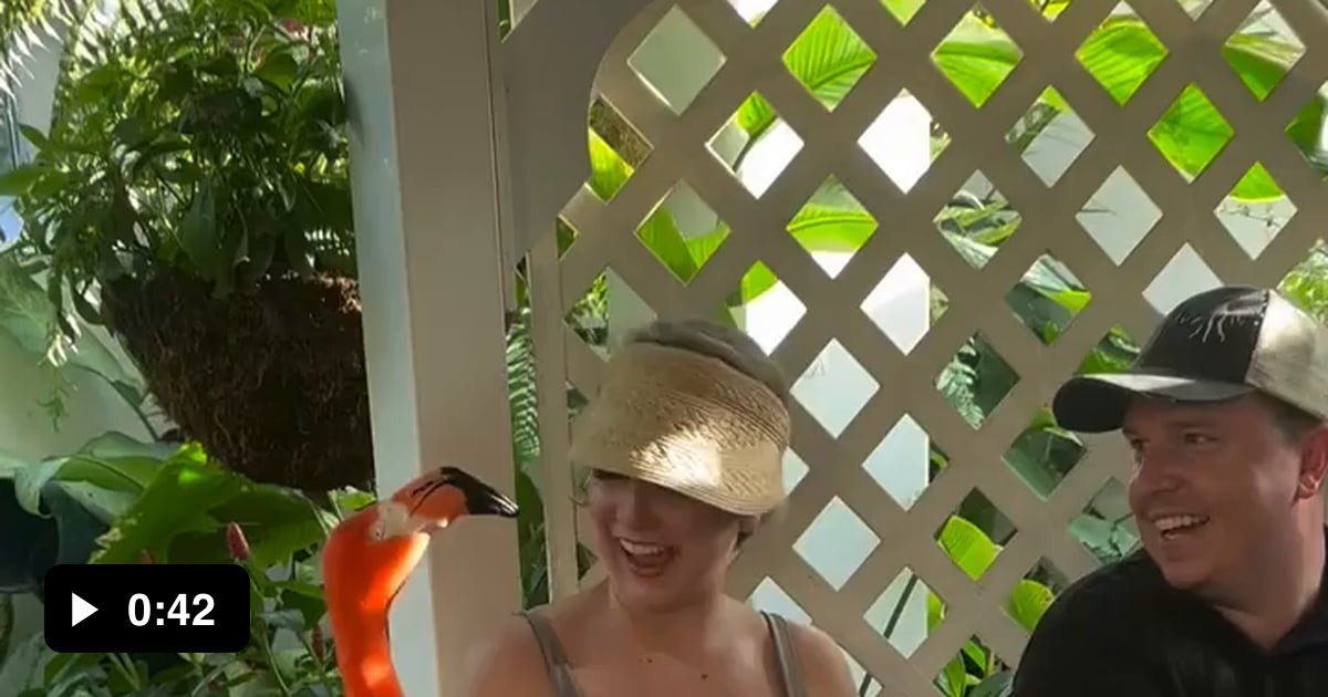 FLAMINGO TAPS - 9GAG