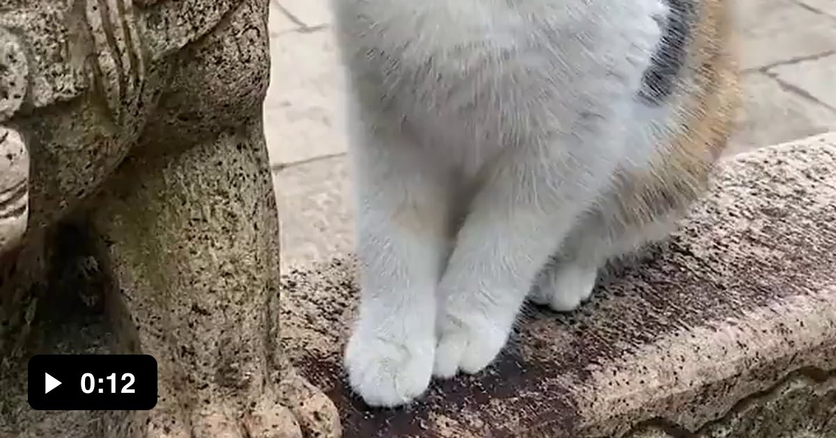 Curious Kitty - 9GAG