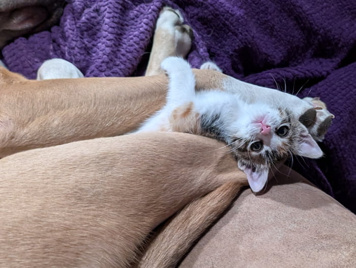 Smitten Kitten - 9GAG