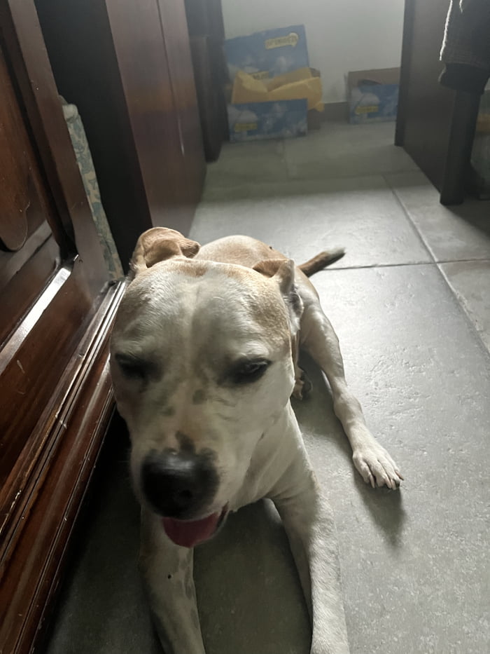 Had to give away this beauty yesterday. Damn man we don’t deserve dogs RIP hadchiko x - 9GAG