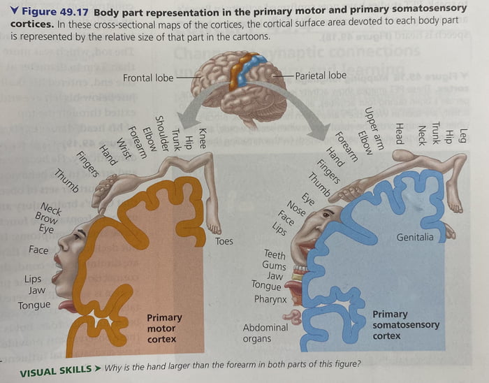 Parts of the brain to sensory organs image - 9GAG