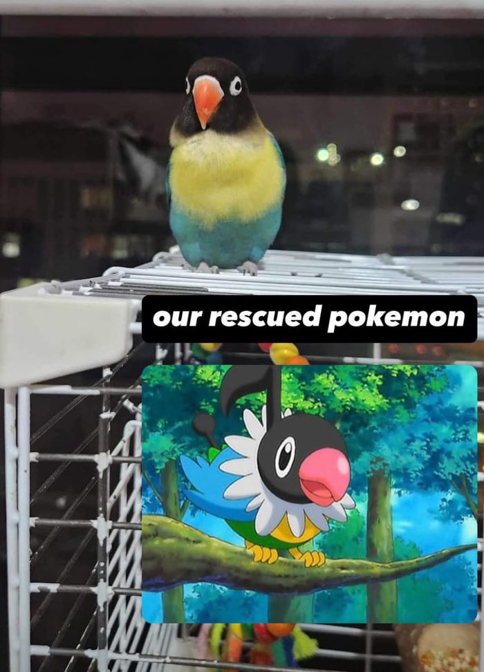 Her name is Chatot and she’s a real life Pokemon - 9GAG