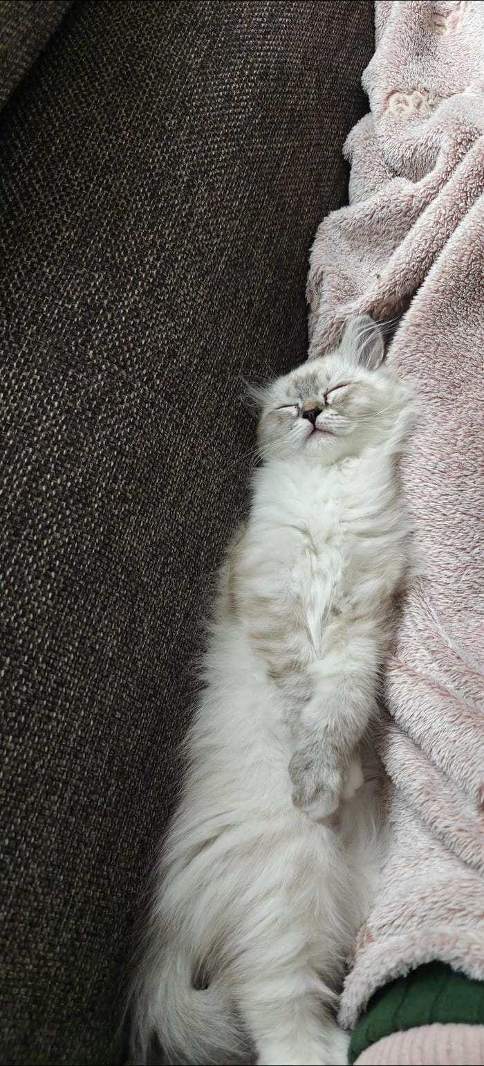 Just a little sleeping kitten - 9GAG