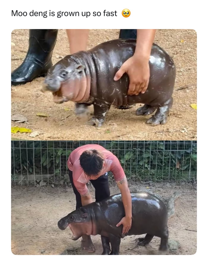 Wow, Moo deng grew up so fast - 9GAG