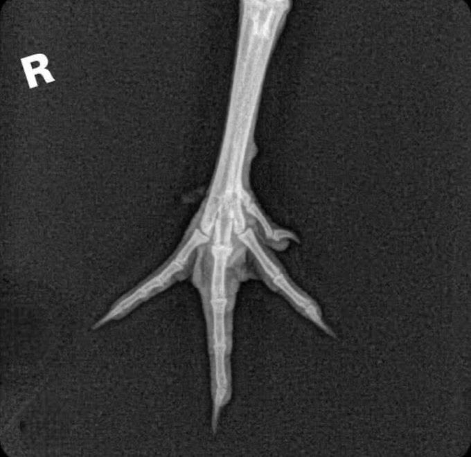 We finally have an x-ray of TACO Trump’s bone spurs! - 9GAG