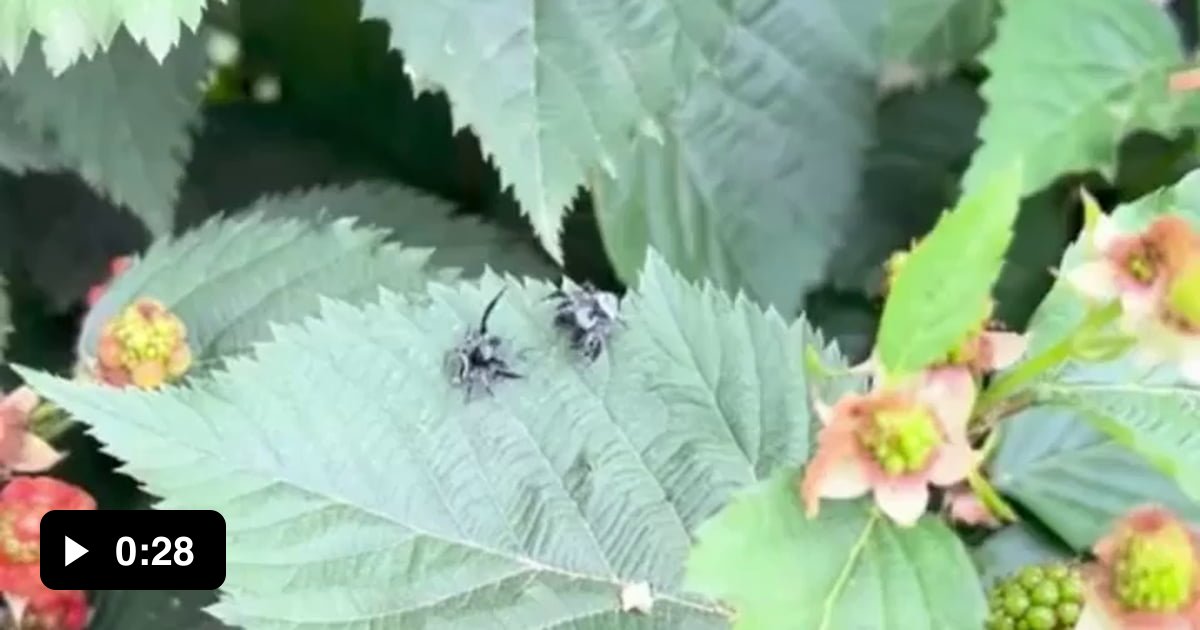 Spider fight club is getting intense - 9GAG