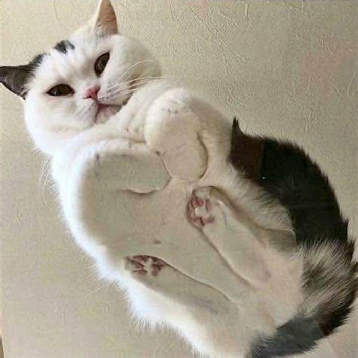 Lil smushed chonk loaf judging u under the glass table - 9GAG