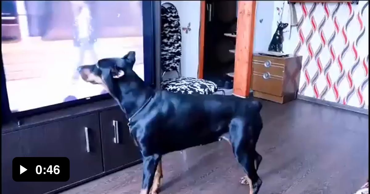 Doberman dancing like MJ and doing the Dog Moon Walk - 9GAG