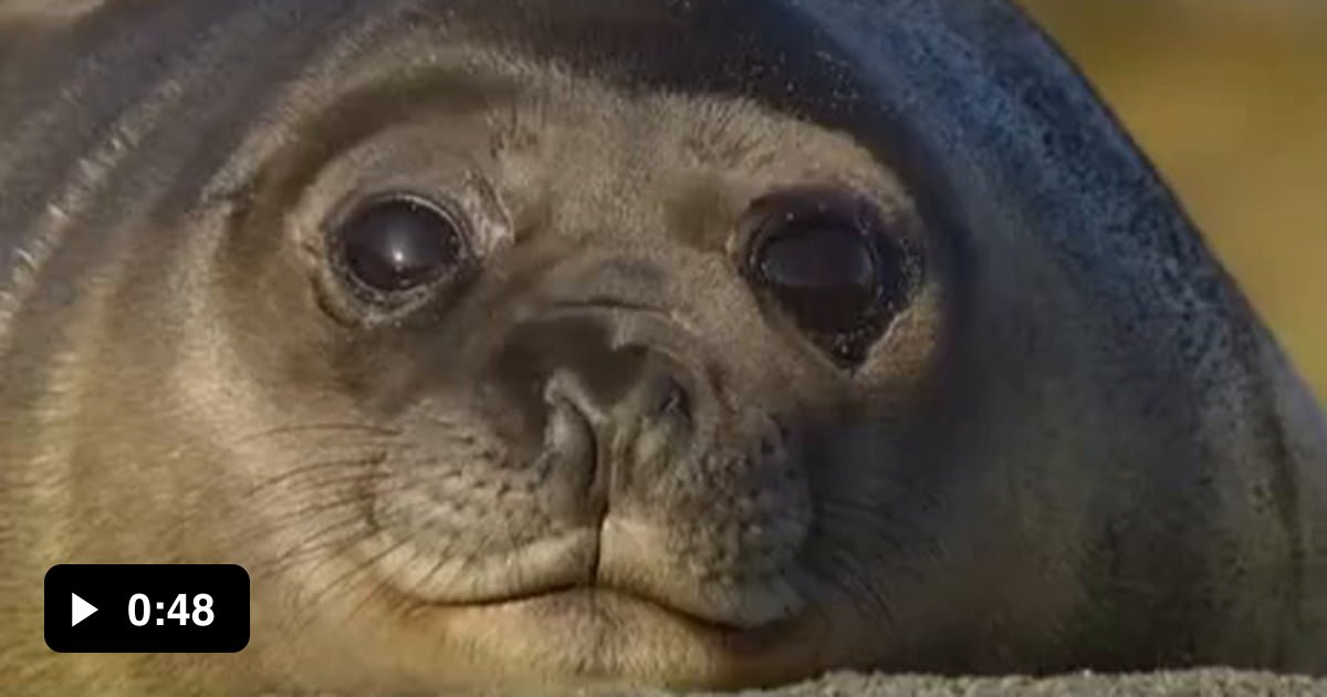 48 seconds of a seal playing with a feather - 9GAG