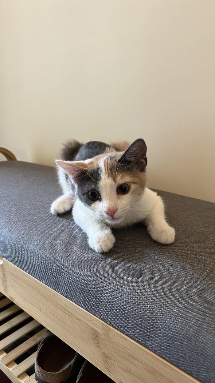 She was too smol to understand loaf yet - 9GAG