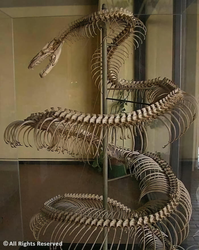 Incase you haven't seen a Titanoboa skeleton... Titanoboa is an extinct ...