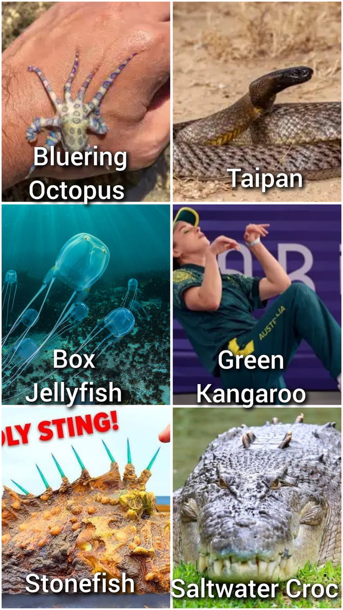 Deadliest Creatures from Austria - 9GAG
