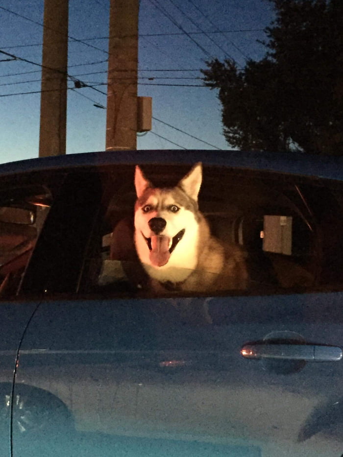 It's been eight years since I took this picture of this random doggo ...