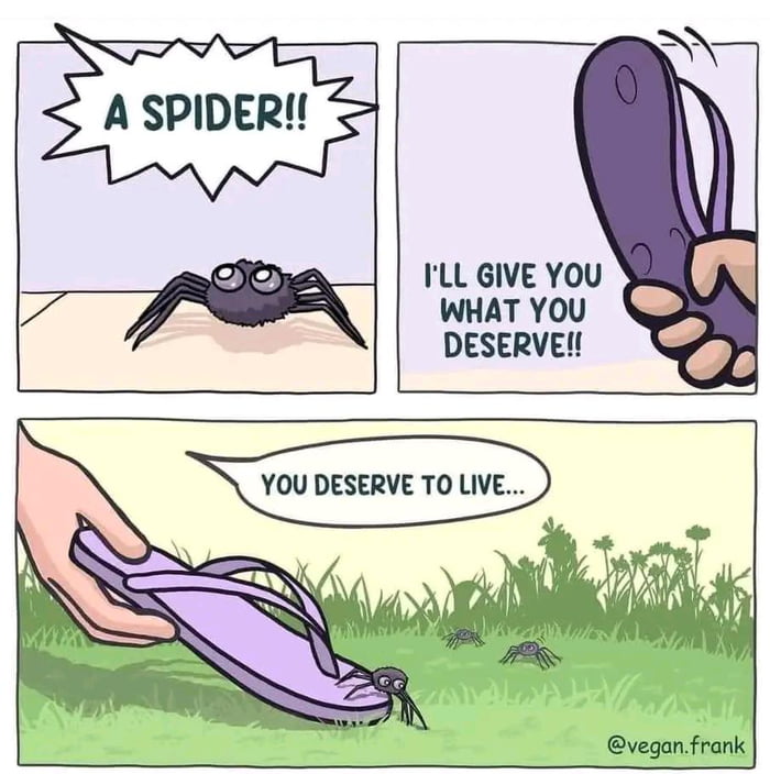 Give spiders what they deserve - 9GAG