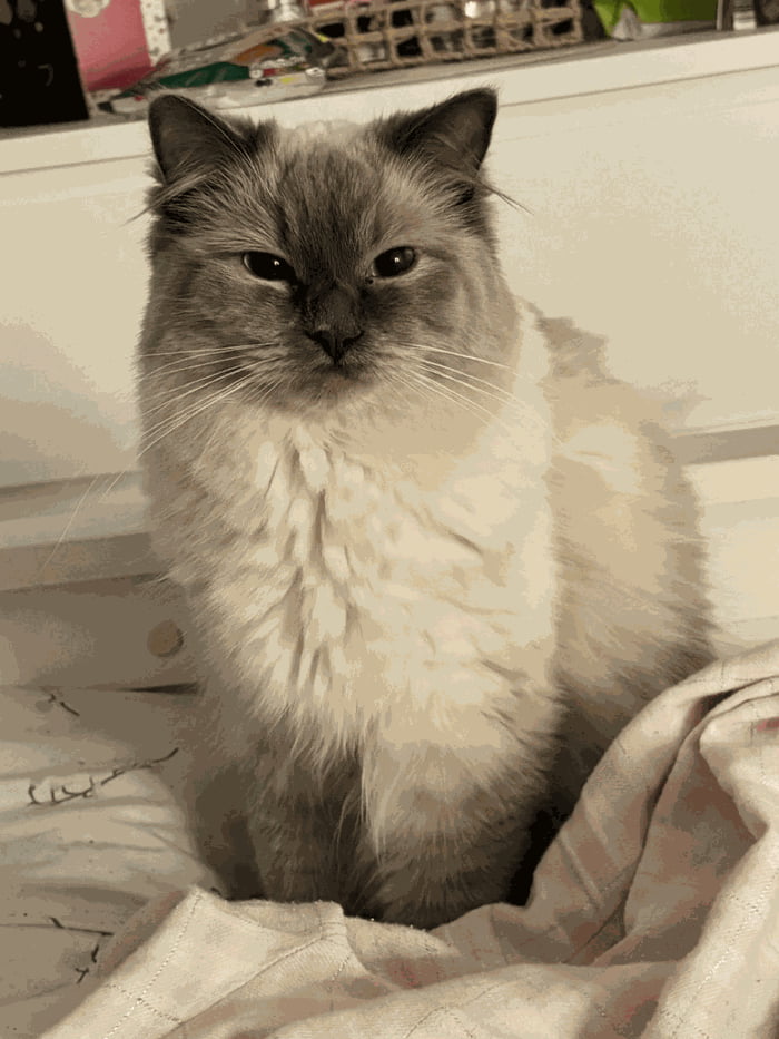 My little lady is being spayed in the morning. Please wish her luck - 9GAG