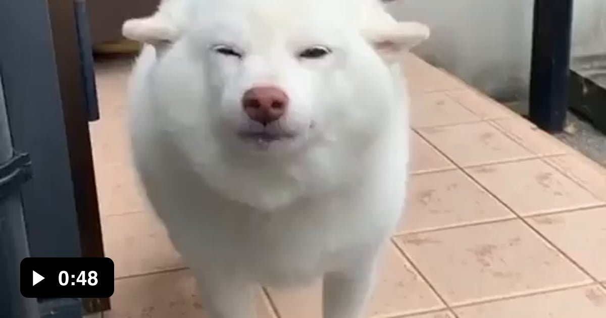 He’s snorting from wanting to be pet so bad - 9GAG