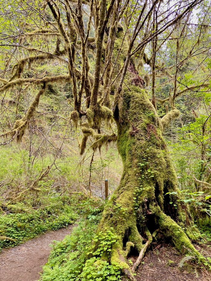 This moss-covered tree - 9GAG