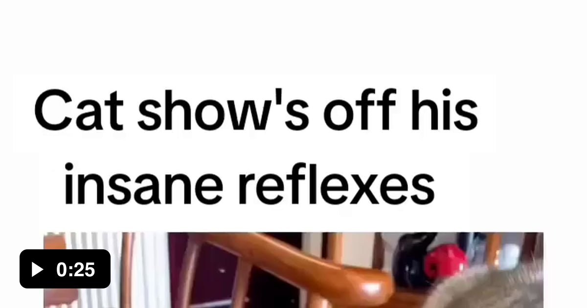 Cat shows off insane reflexes - 9GAG