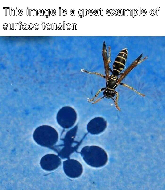 This image is a great example of surface tension - 9GAG