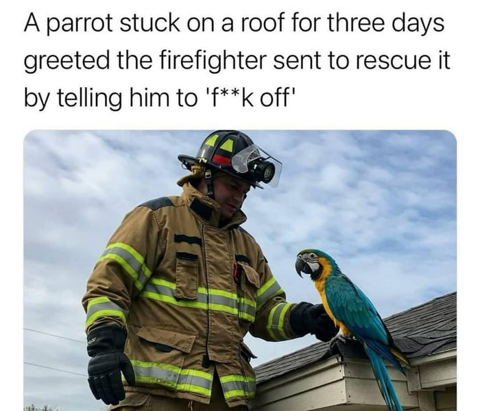 Lol 🤣 that's rude Parrot - 9GAG