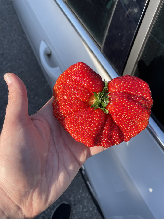 Show me your biggest fruit or vegetable - 9GAG