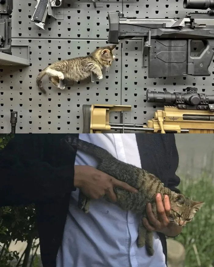 Assault kitten - 9GAG