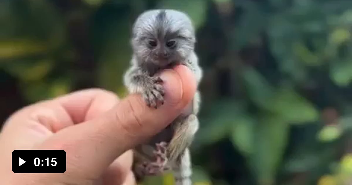Pygmy Marmoset: The World's Tiny Monkey - 9GAG