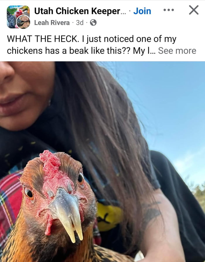 Sabertooth Chicken, Poultry of Prehistory - 9GAG