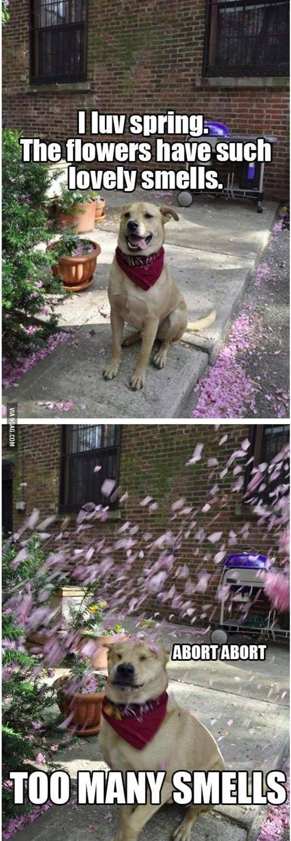 Too many smells - 9GAG
